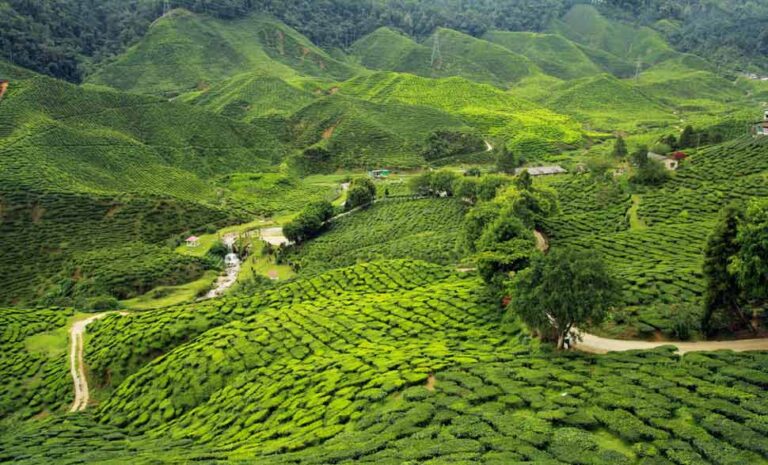 7 Best Tourist Places in Assam